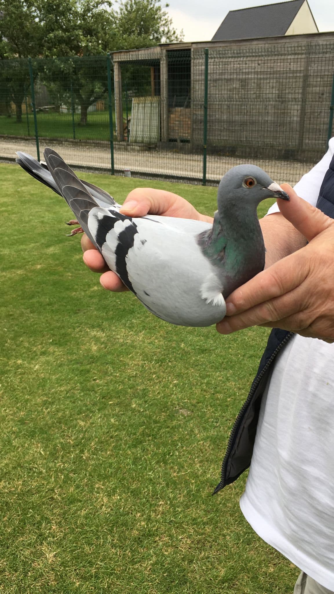 范希兄弟（Freddy & Jacques Vandenheede）荣获利蒙治东佛兰德斯省成鸽组3017羽冠军