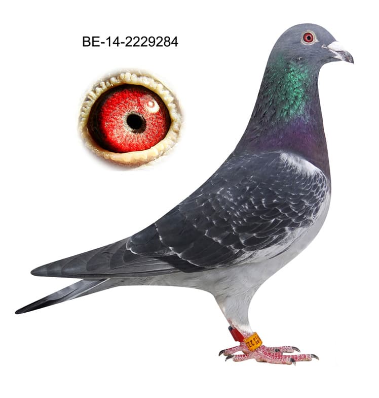 1/2 brother 2 Olympic Cat.A - BE-23-2119618