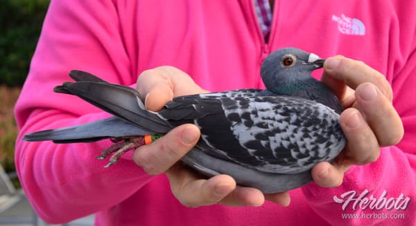 范欧克.巴特&南茜 (Bart & Nance Van Oeckel) - 图勒685公里全国老鸽组3064羽冠军