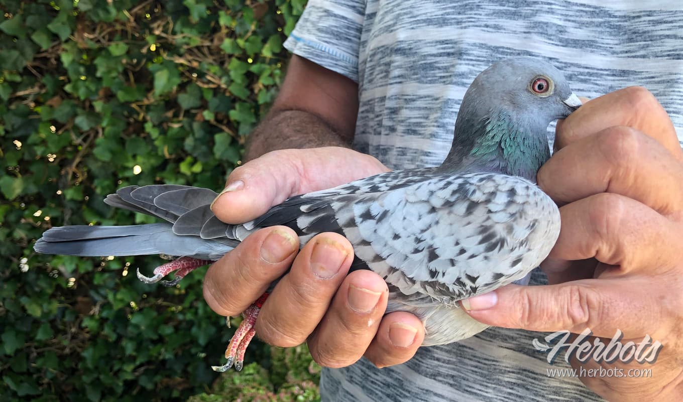 David Vermassen (Gavere) is experiencing a great season on all fronts