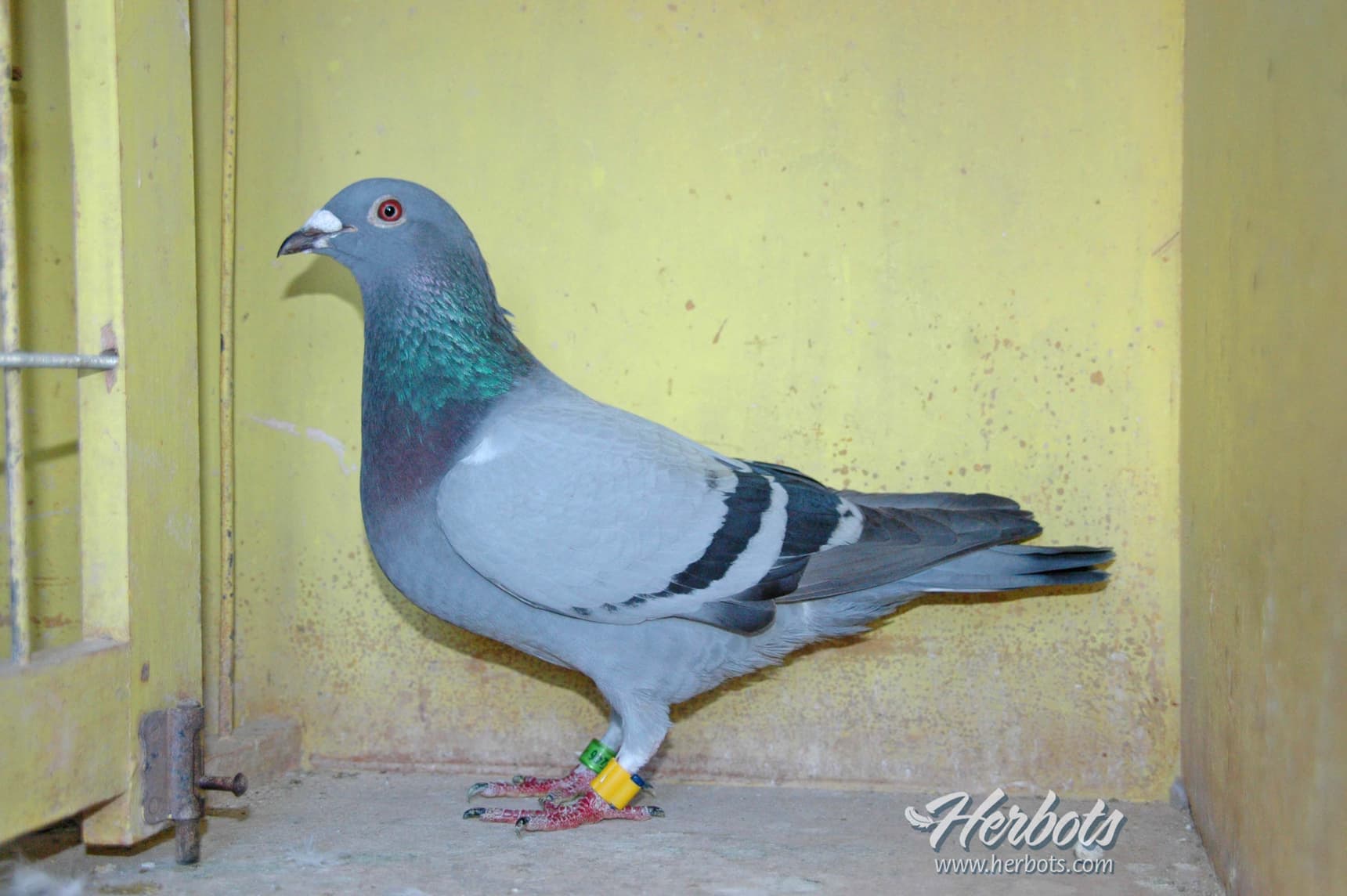 Tournelle Davy - Rummen: 1st Nat. Argenton 16,762 old birds