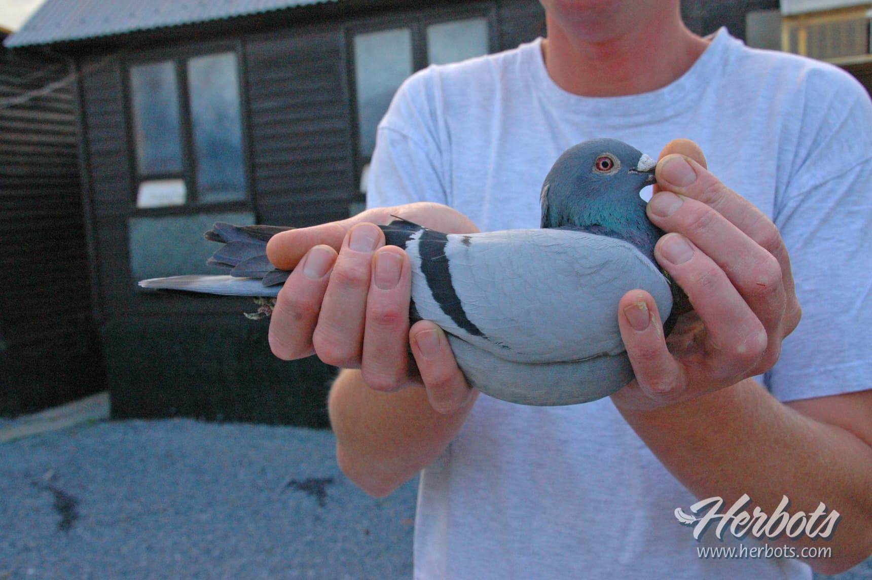 Tournelle Davy - Rummen: 1st Nat. Argenton 16,762 old birds
