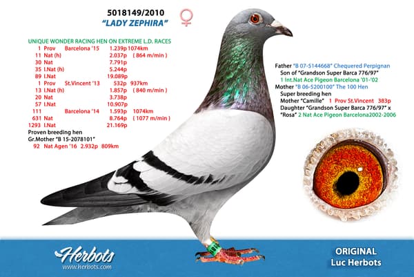 G.DRT. SUPER BREEDER - BE-21-5005873