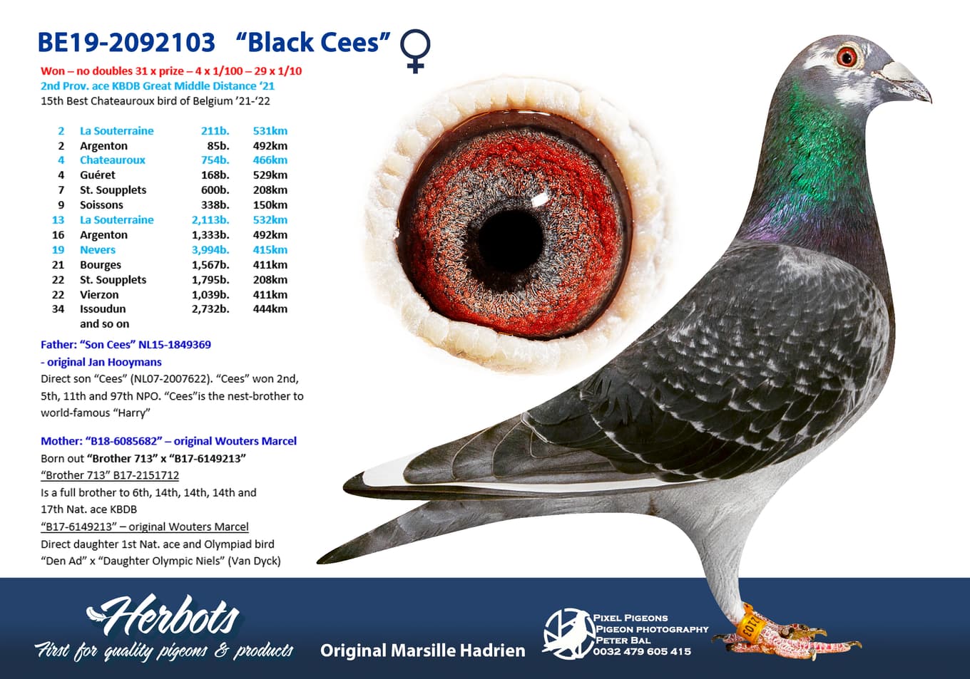 Pigeon Bids Marsille Hadrien June 2024