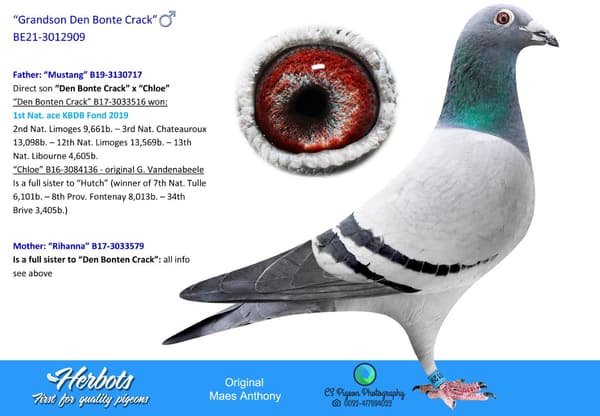 Pigeon Bids Maes Anthony