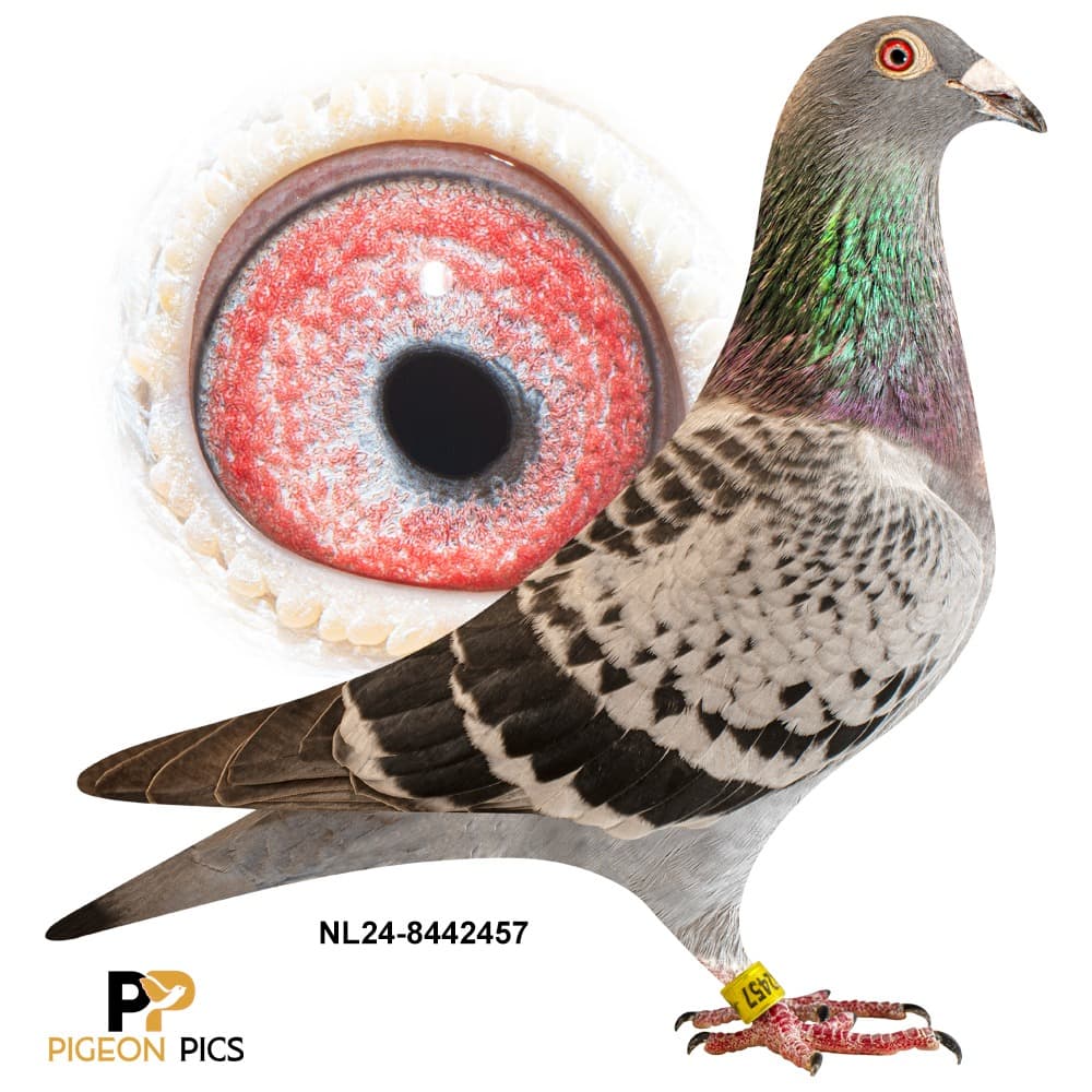 THE BEST OF LEO HEREMANS - NL-24-8442457