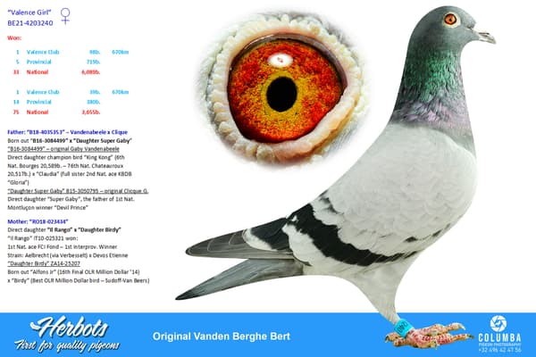 Pigeon Bids Bert Vanden Berghe